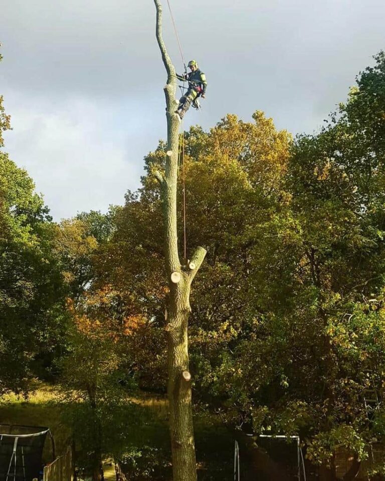 Roydon Tree Surgeons - Tree Surgery in Roydon, Essex